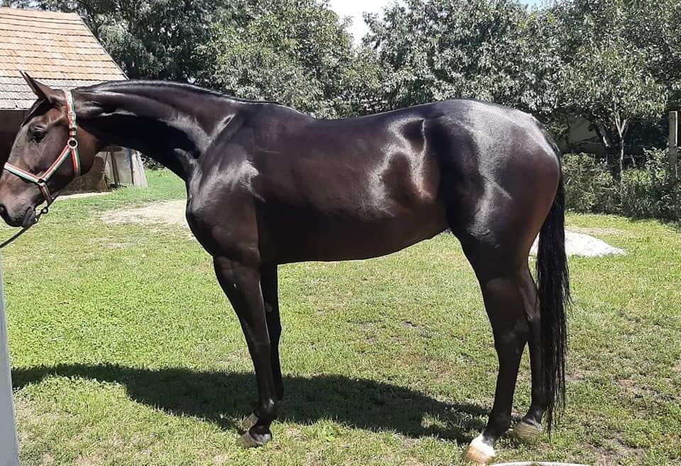 3 Year Old Mare (Rascalino x Sndro Hit) - For Sale - Stable Express