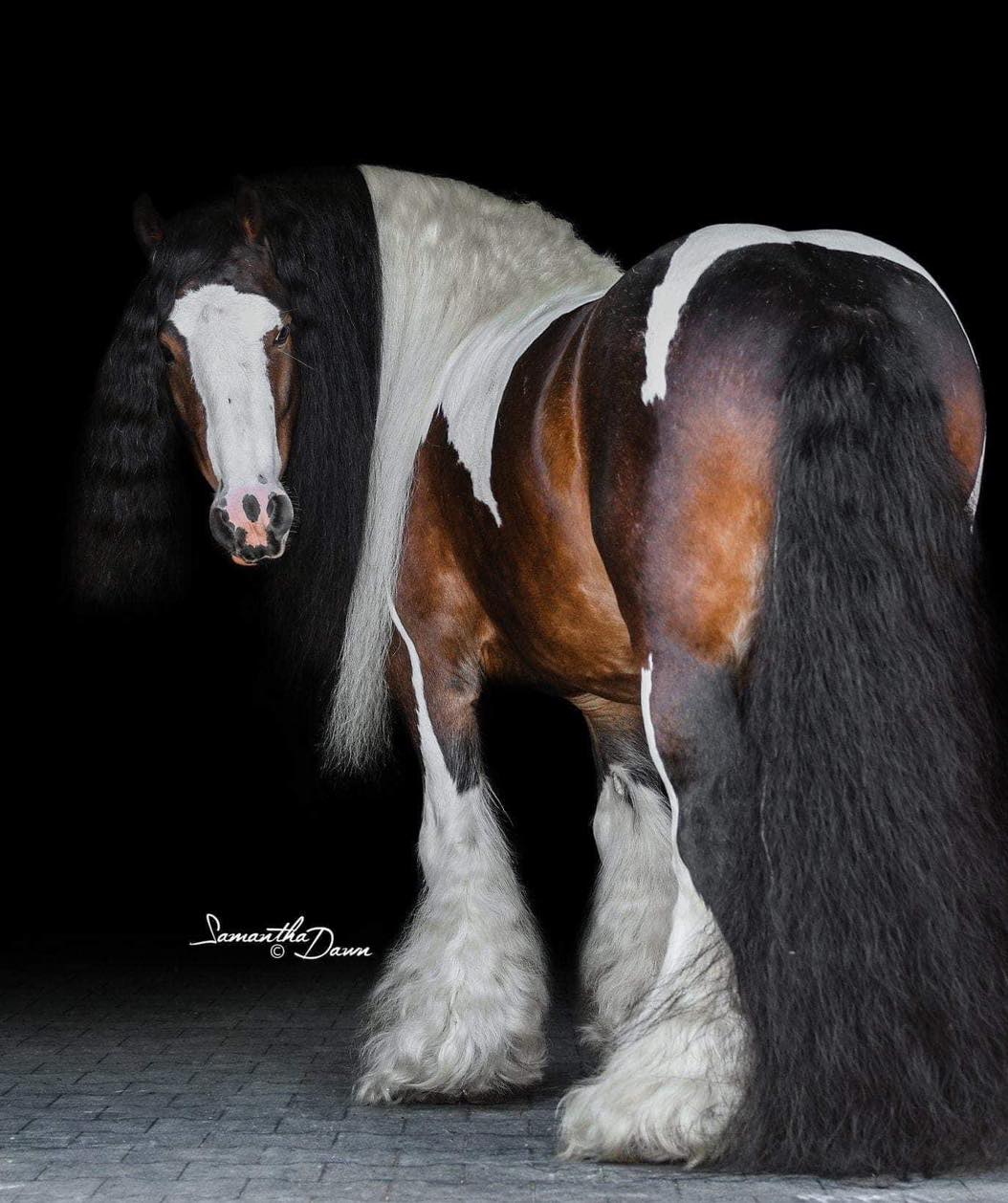 Parrett Mountain Gypsies, Oregon, USA - Stable Express