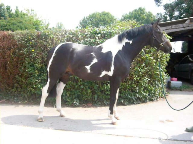 Coloured Stallions - Stableexpress