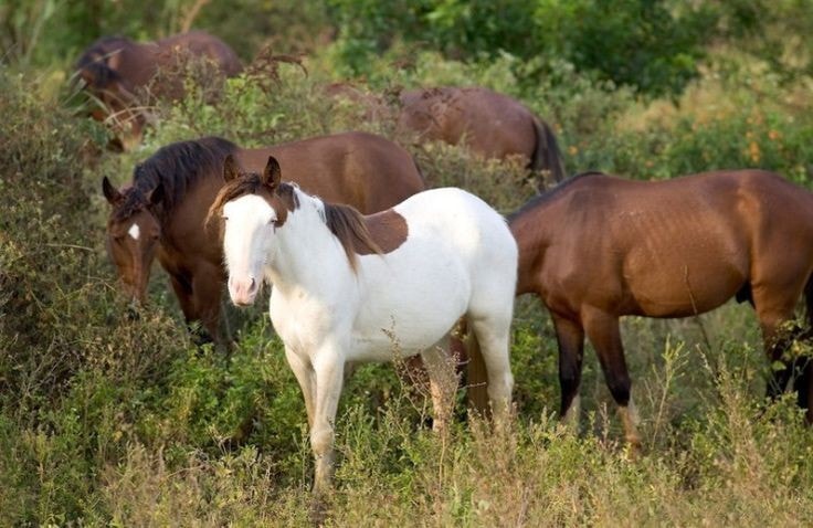 Abaco Barb Horses - Stable Express