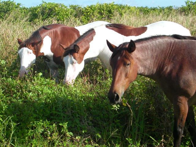 Abaco Barb Horses - Stable Express
