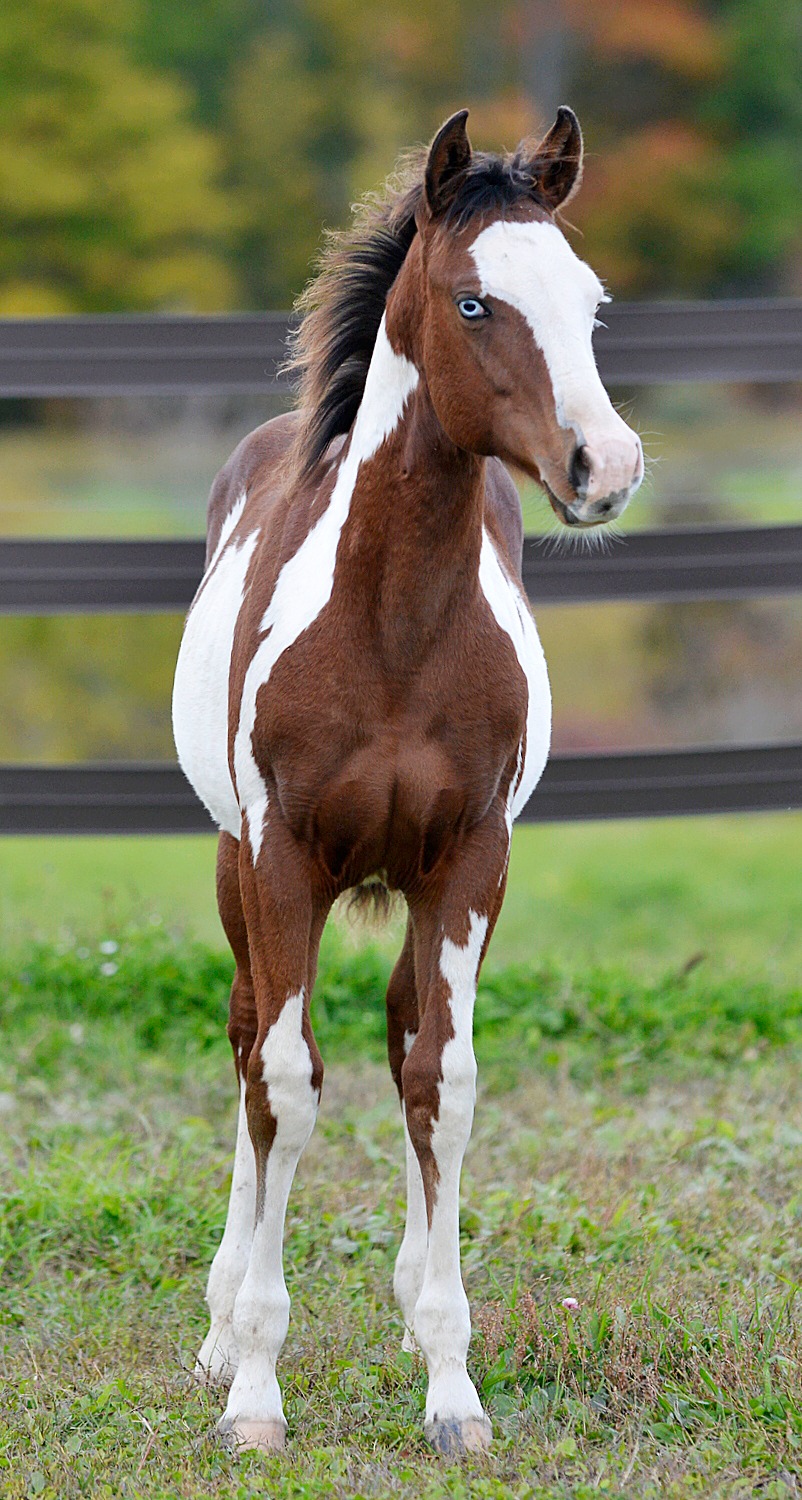 American Paint Horse Foals For Sale - Beautiful Babies - Stable Express