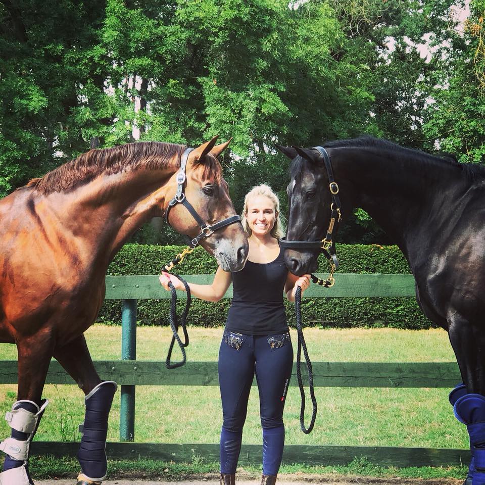 Noriker Horses / Norico-Pinzgauer Horses - Stable Express