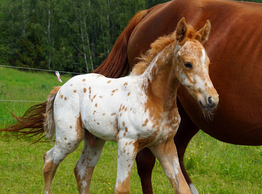 Cute Appaloosa Foal - My Treasure, Chexys Aponivi - Stable Express