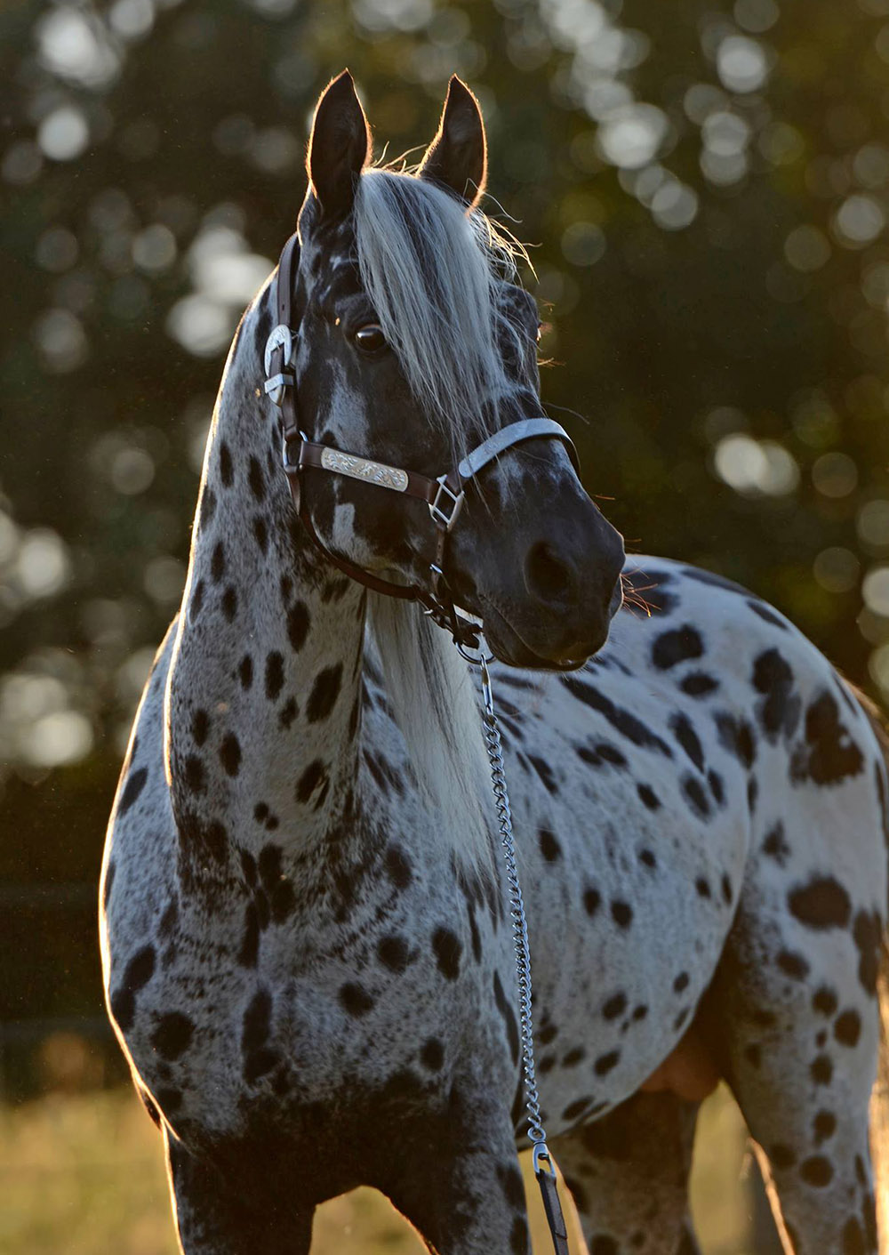 Appaloosa Stallion, My TT Spirit jr Of Appaloosa Horses Templ (Austria ...