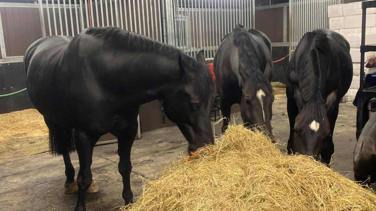 Average Weight For 15 Hand Horse at Tracy Swiderski blog