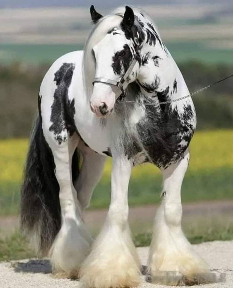 Beautiful Gypsy Vanner Stallion Named Splash - Stable Express