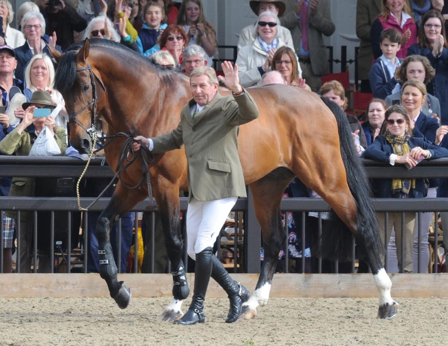 Showjumping Stallions - Stableexpress