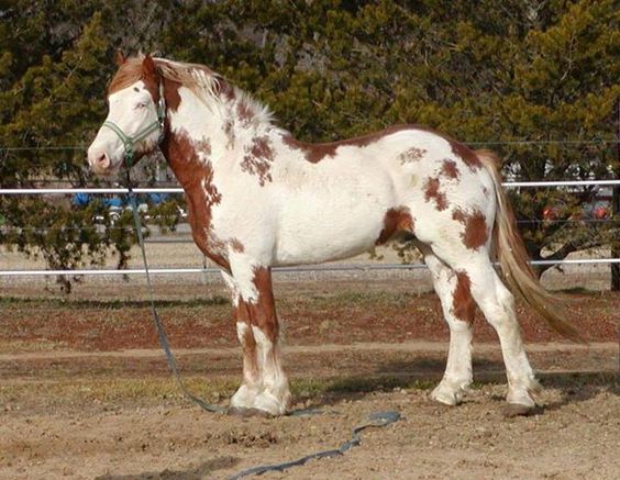 Big Jake - Red Roan Spotted Draft Horse - Stable Express