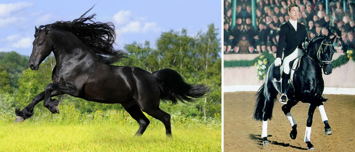 Horse Coat Colors and Patterns - Stable Express