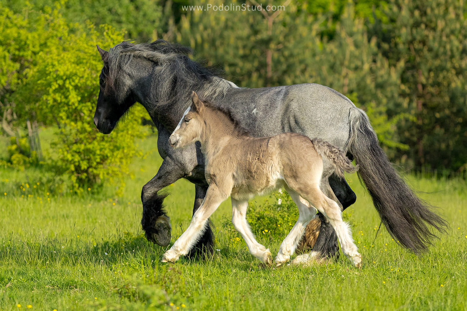 Podolin Empirical Melissa - Black Gypsy Cob Foal sired by Imperial ...