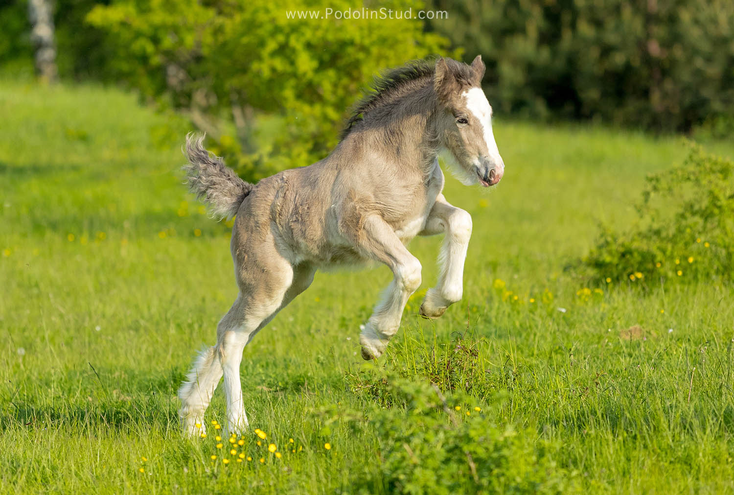 Podolin Empirical Melissa - Black Gypsy Cob Foal sired by Imperial ...