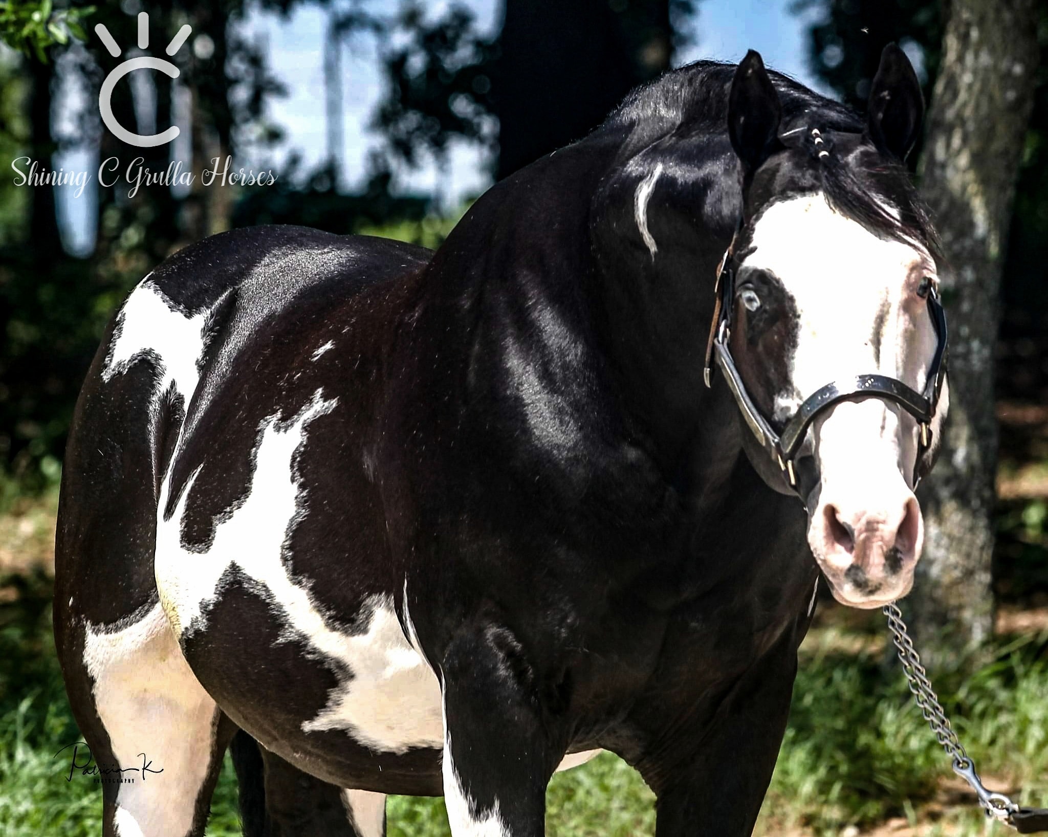 Huslers Deck Of Stars - AQHA Black Overo Stallion - Stable Express