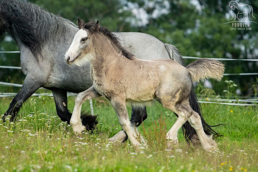 Podolin Delightful Lily - Black Roan Filly Gypsy Cob Foal - Stable Express