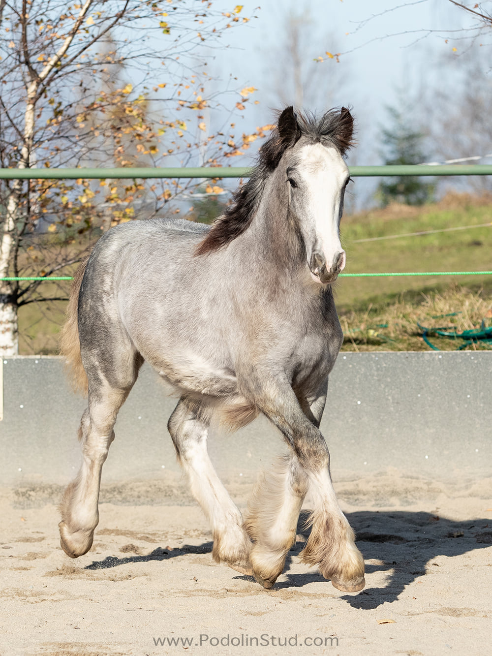 Podolin Delightful Lily - Black Roan Filly Gypsy Cob Foal - Stable Express