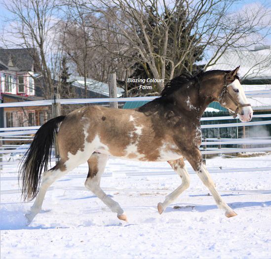 Simba Twist - Buckskin Pinto Thoroughbred Stallion - Stable Express