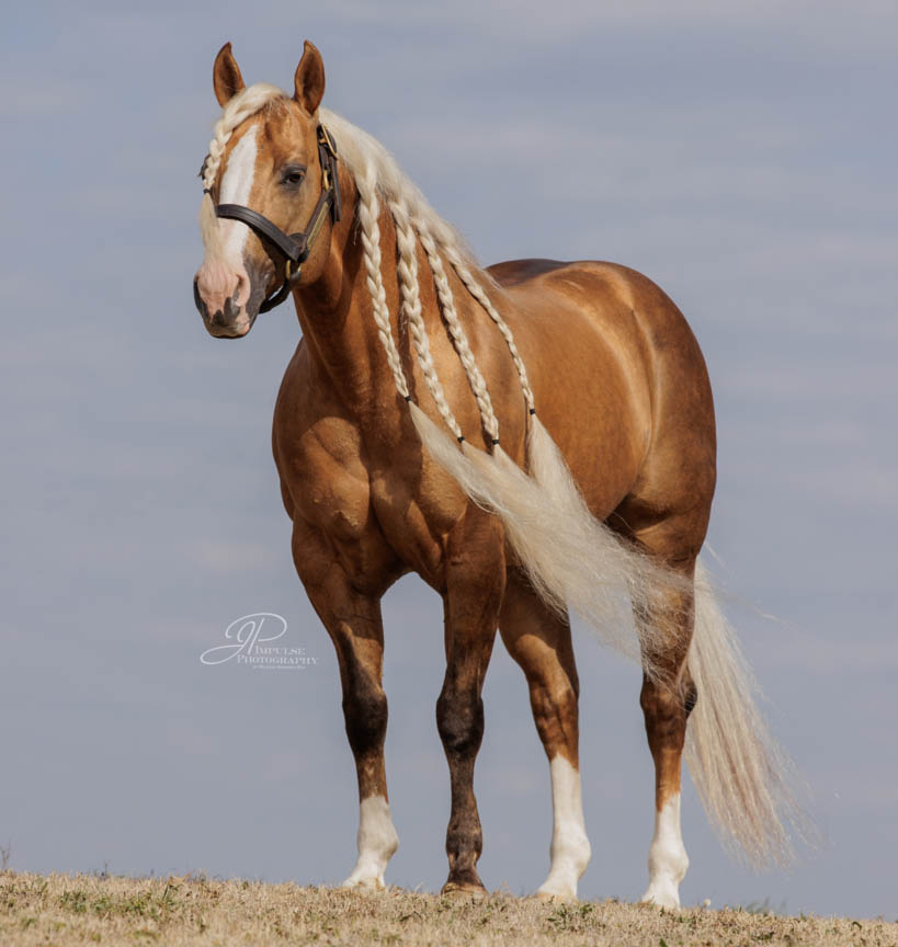 Buckskin Quarter Horse Stallion - Show Me The Buckles - Stable Express
