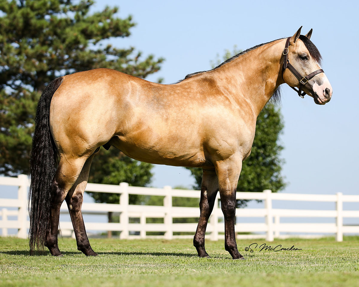 Lucky Wonder Horse (sired by First Down Dash) - Buckskin Quarter Horse ...