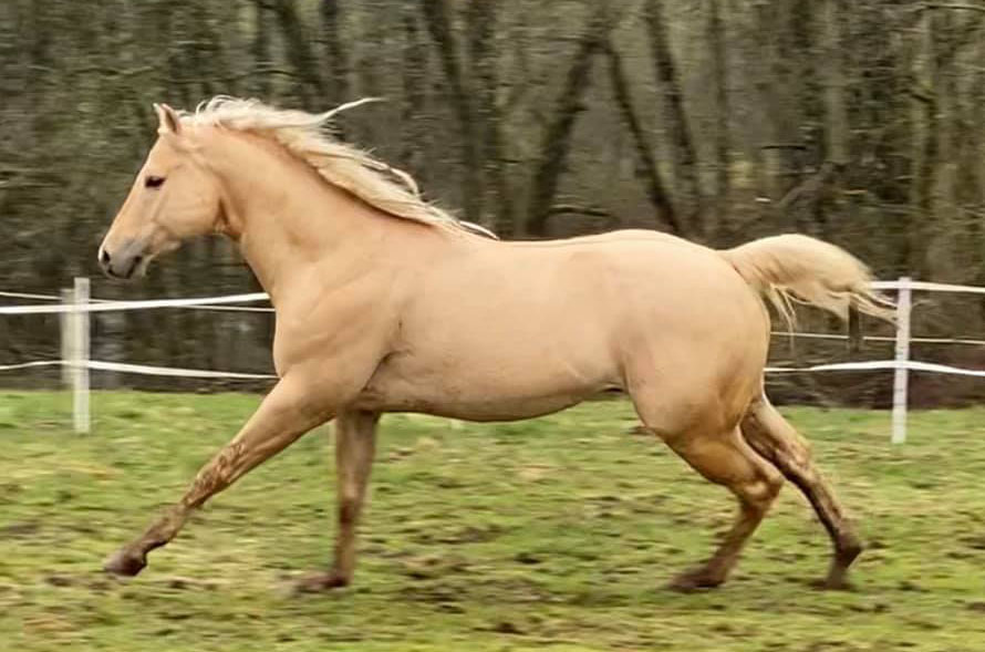 Dunalino - Stable Express