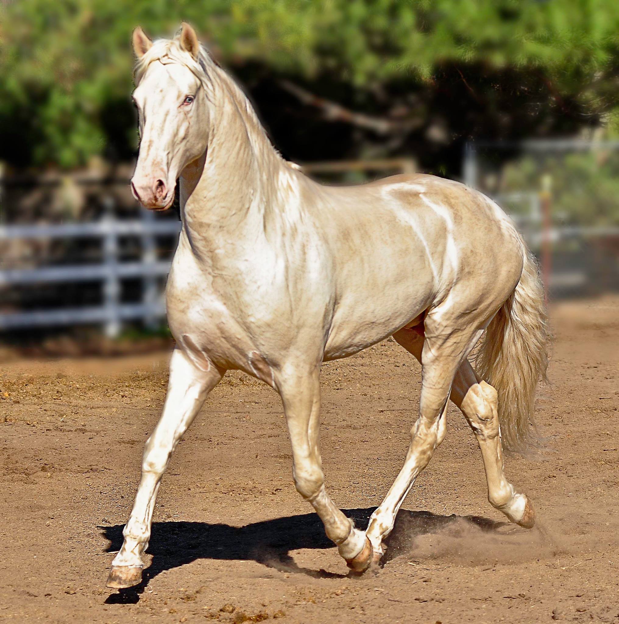 Caetano - Cremello Lusitano Stallion - Stable Express