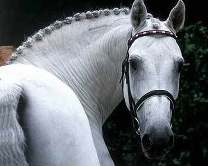 Capitol I - Stable Express