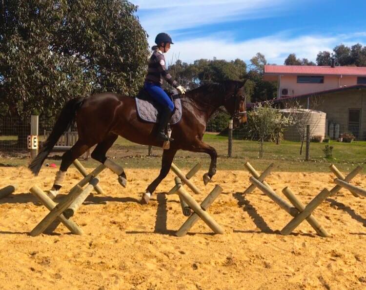 Cavaletti Poles - Stable Express