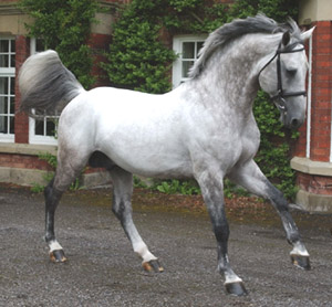 Cheers Cassini - Stable Express