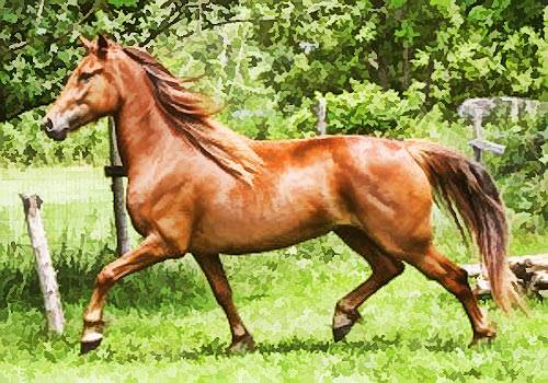 Chinese Guoxia - Stable Express