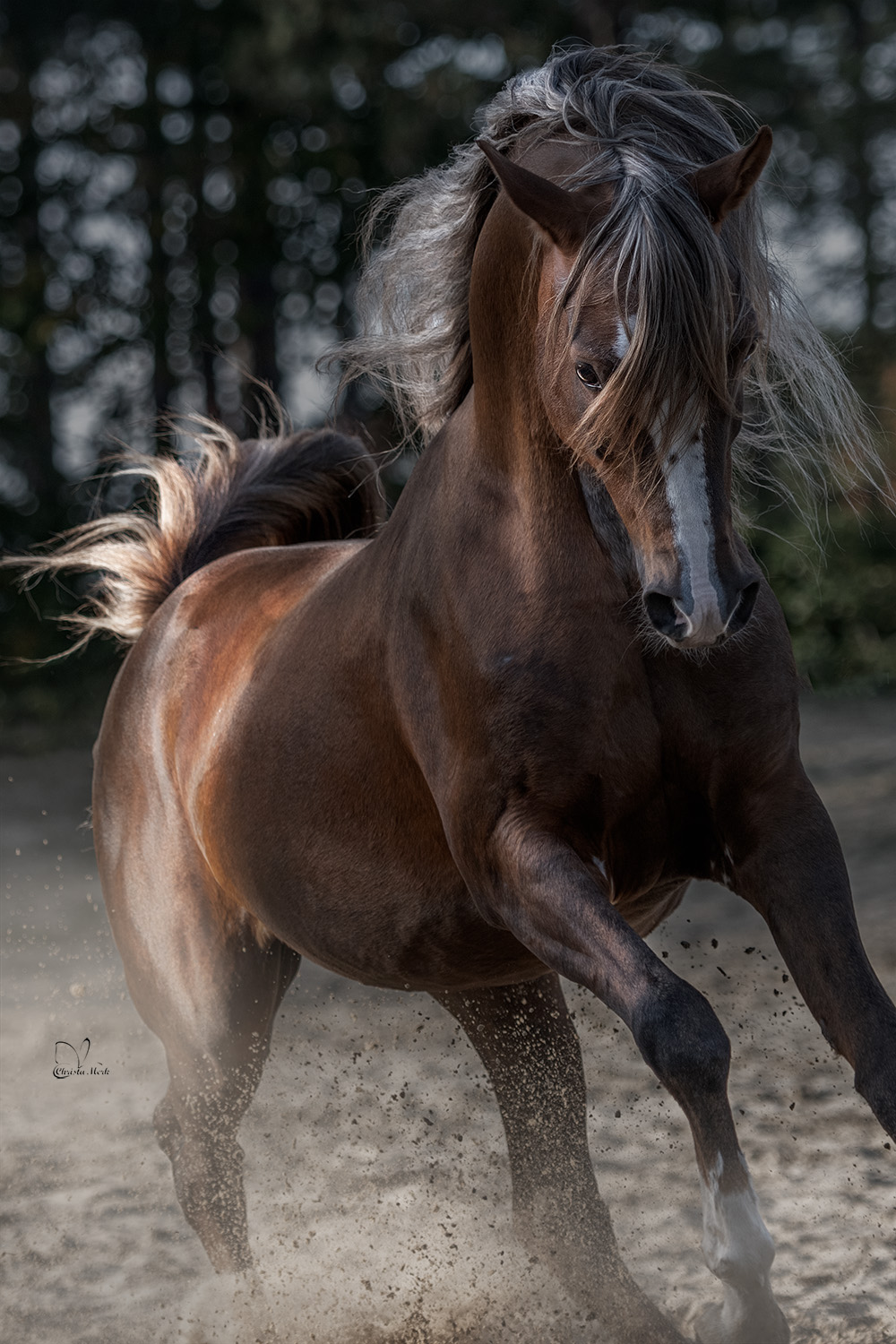 Christa Merk Photography and Art, Halsteren, Netherlands - Stable Express