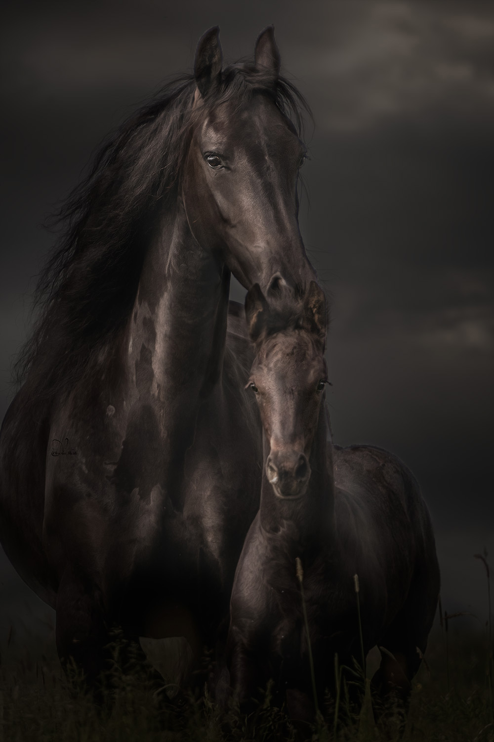 Christa Merk Photography and Art, Halsteren, Netherlands - Stable Express