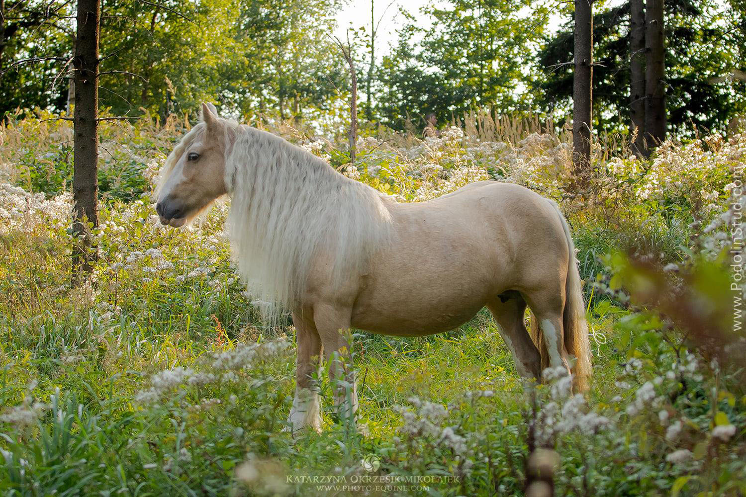 Coates Yellow Girl - Palomino Gypsy Cob Mare - Stable Express