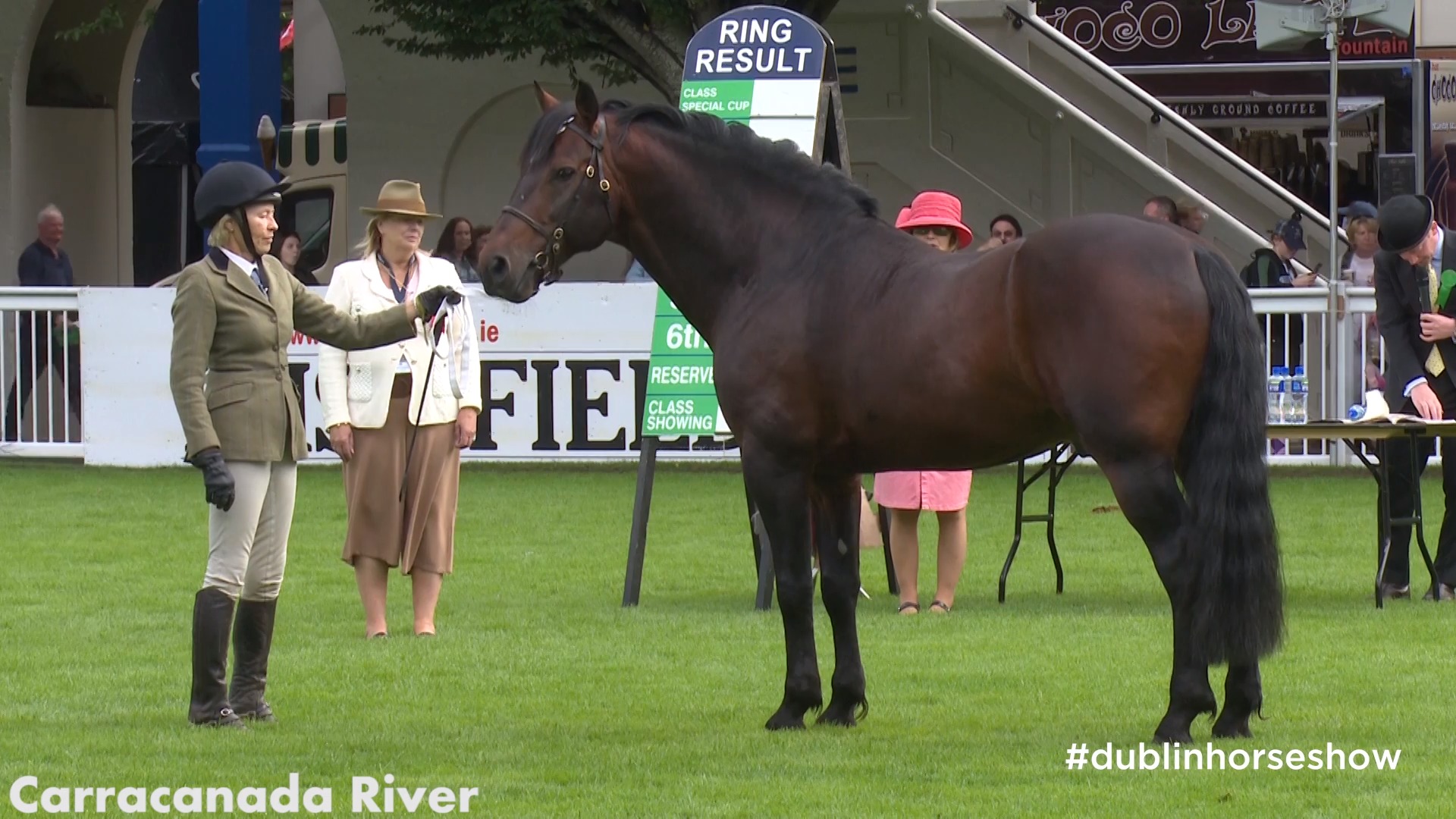 Super Cute Rare Zebra Foals - Stable Express