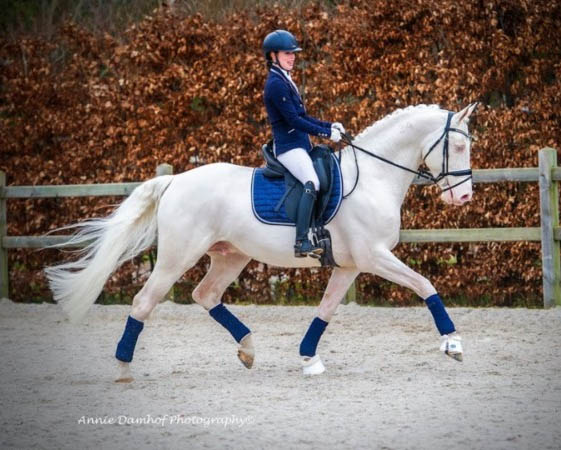 Cremello Stallion Krem - Hungarian Sport Horse - Stable Express