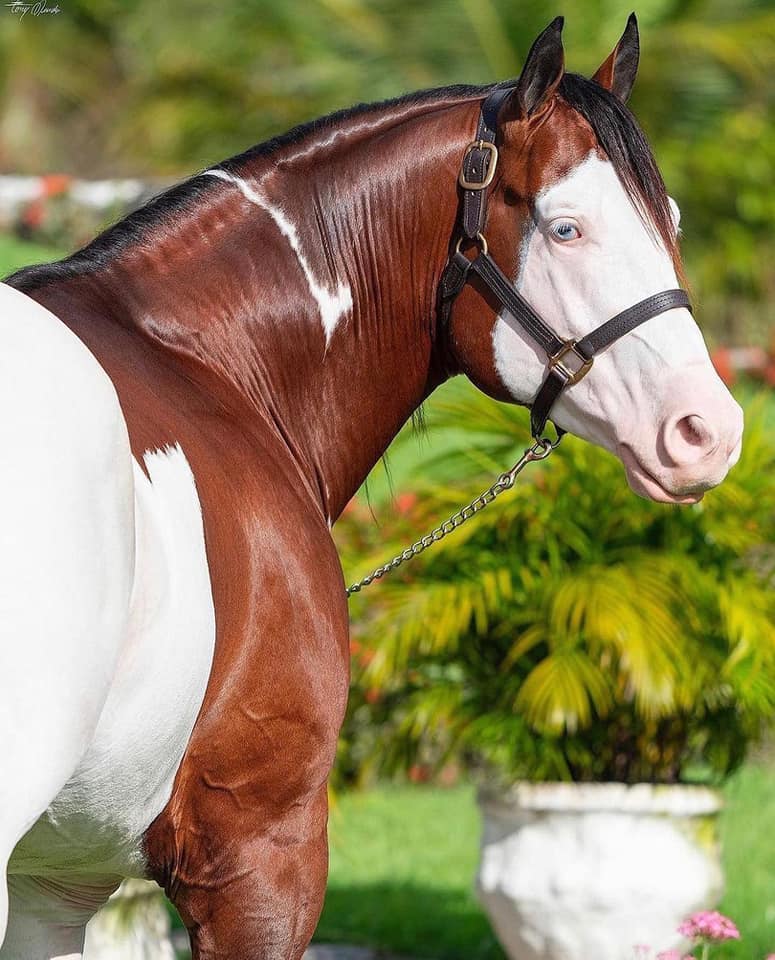 Doc Bingo Gunner, Paint Quarter Horse Stallion - Stable Express