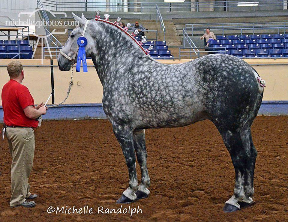 Dappled Grey Percheron - What A Gorgeous and Proud Animal @Michelle ...