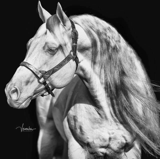Cremello Stallions - Stable Express