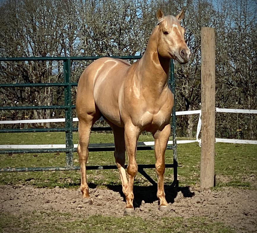 View topic - Range Trotter #4394 - Chicken Smoothie