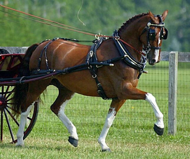 Dutch Harness Horse - Stable Express