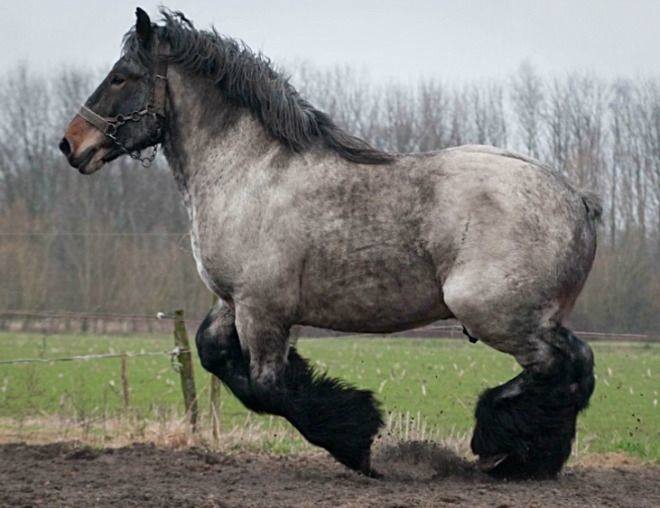 Dutch Draft Horse - Maarten - Stable Express