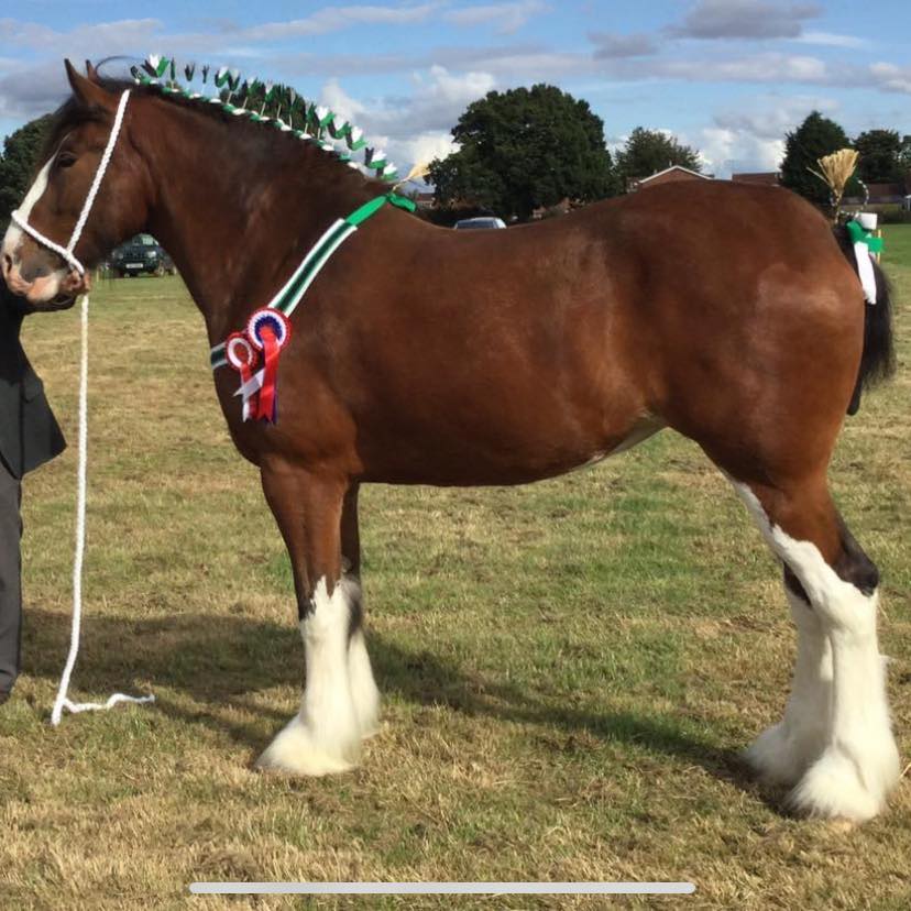 Shire Horse For Sale - Knutsford Shire Horses, Manchester - Stable Express