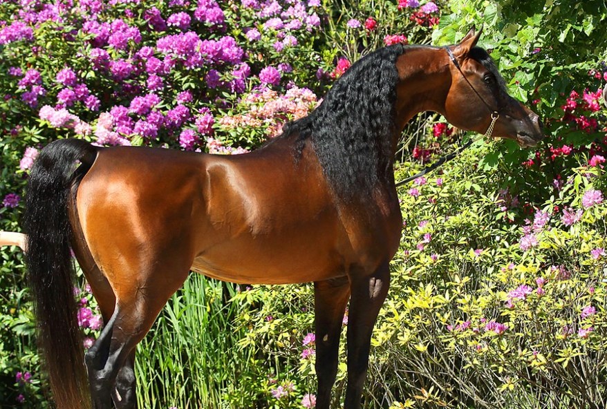 Arab Horses - Stable Express