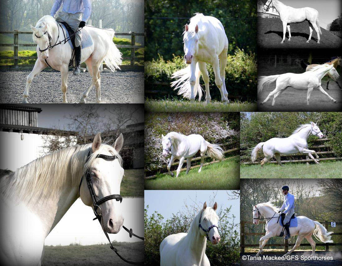 GFS Lord of the Dance - AES Stallion - Stable Express