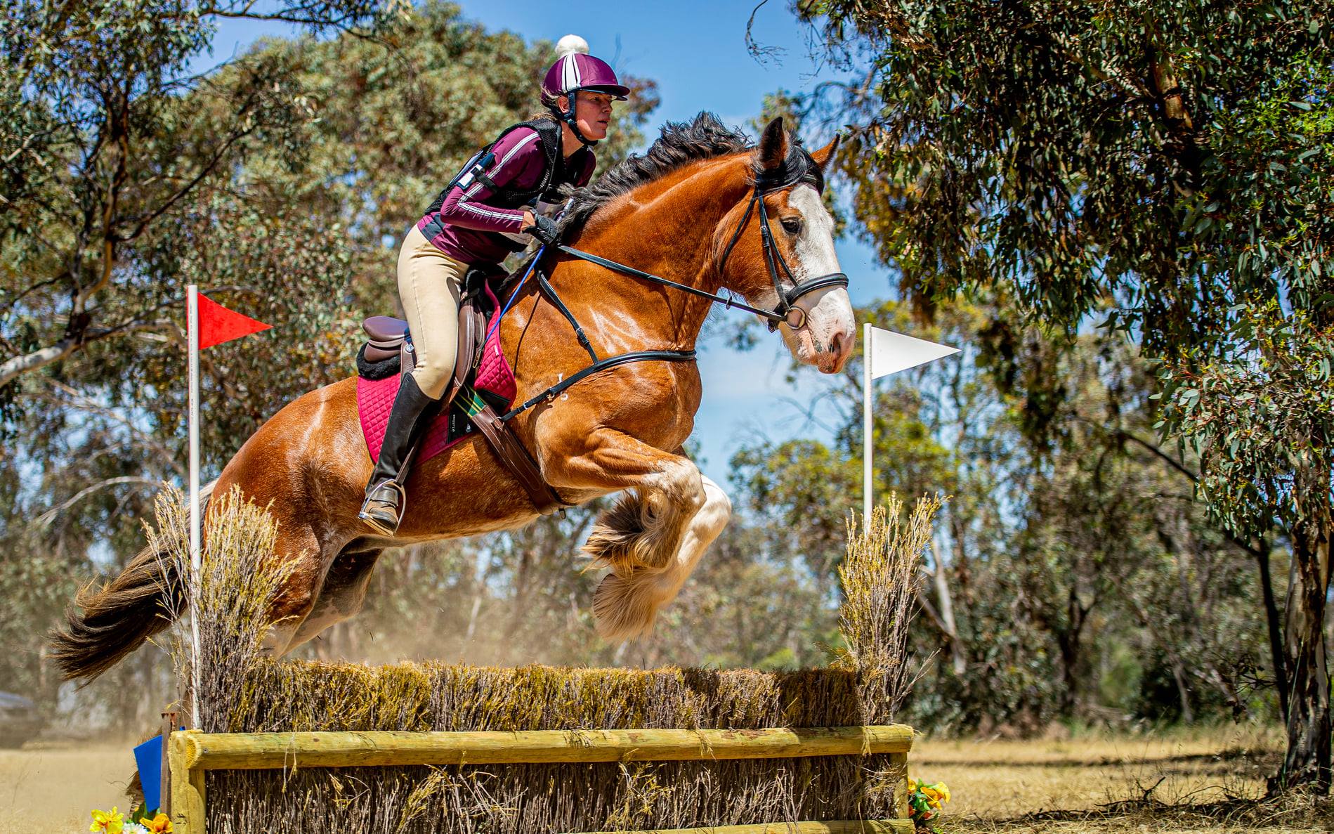 Clydesdale Horses - Stable Express