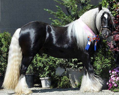 Gorgeous Gypsy Vanner Stallion - Silver Fox (The Hustler x Desert Jewel ...