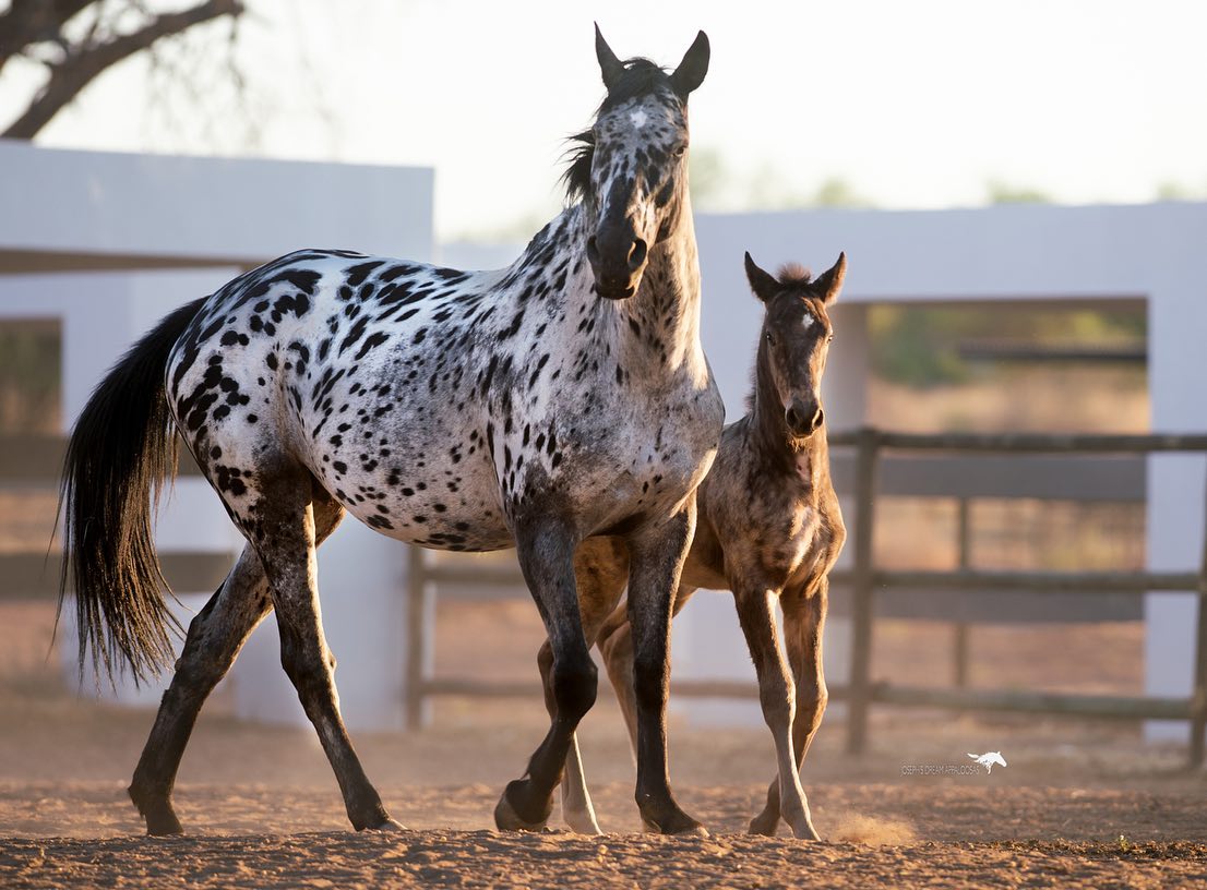 Josephs Dream Appaloosa Stud :- Namibia - Stable Express