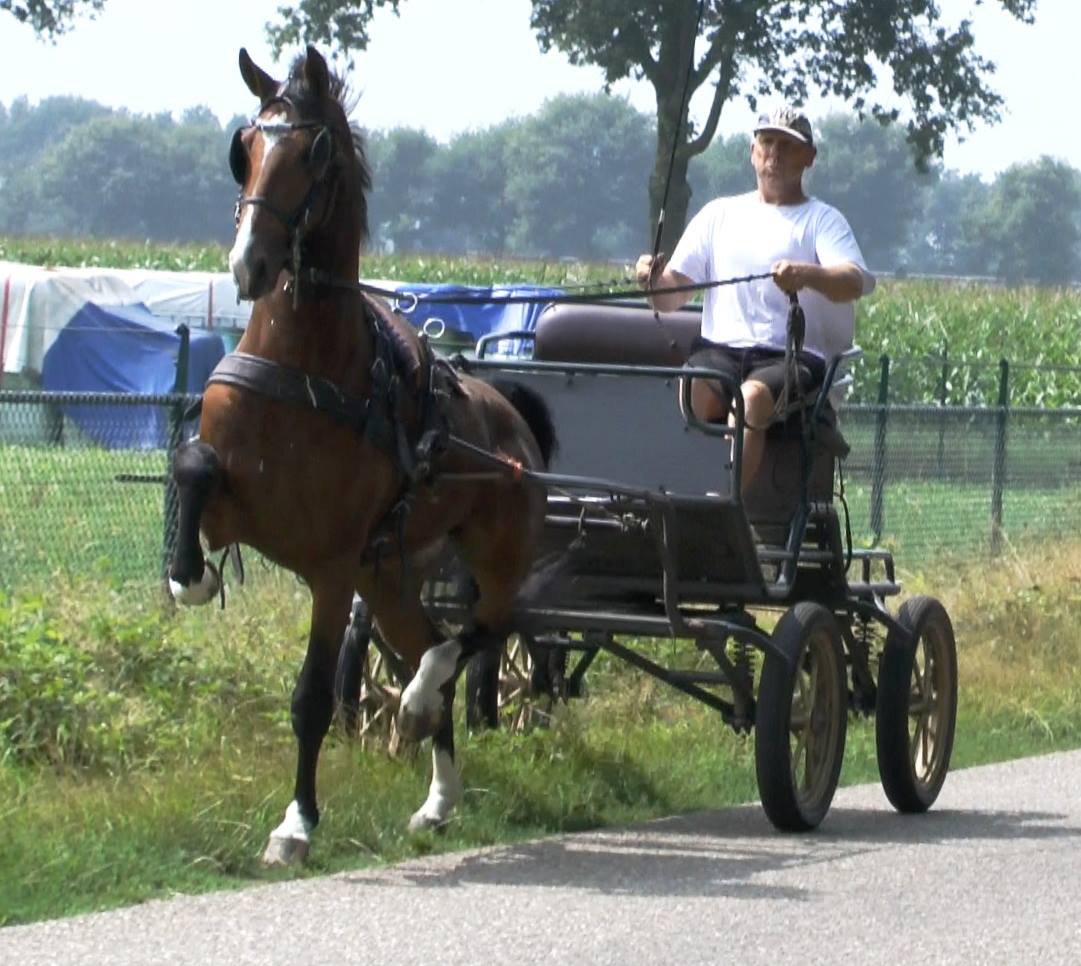 Dutch Harness Horse - Stable Express