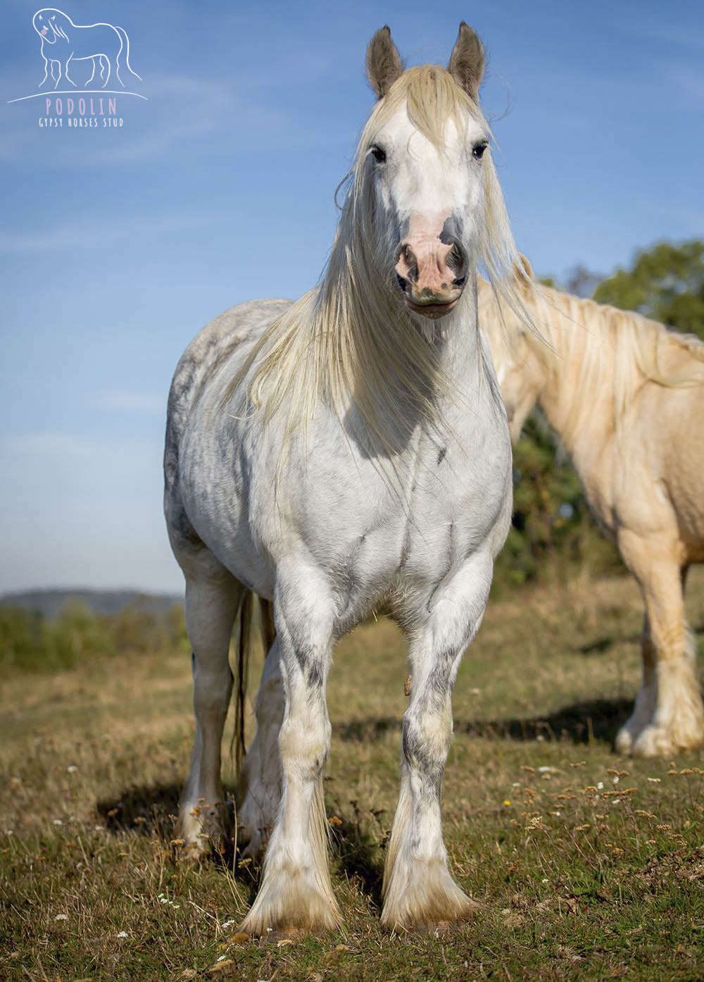 McCartneys Bluebell - Gray Gypsy Cob Broodmare - Stable Express