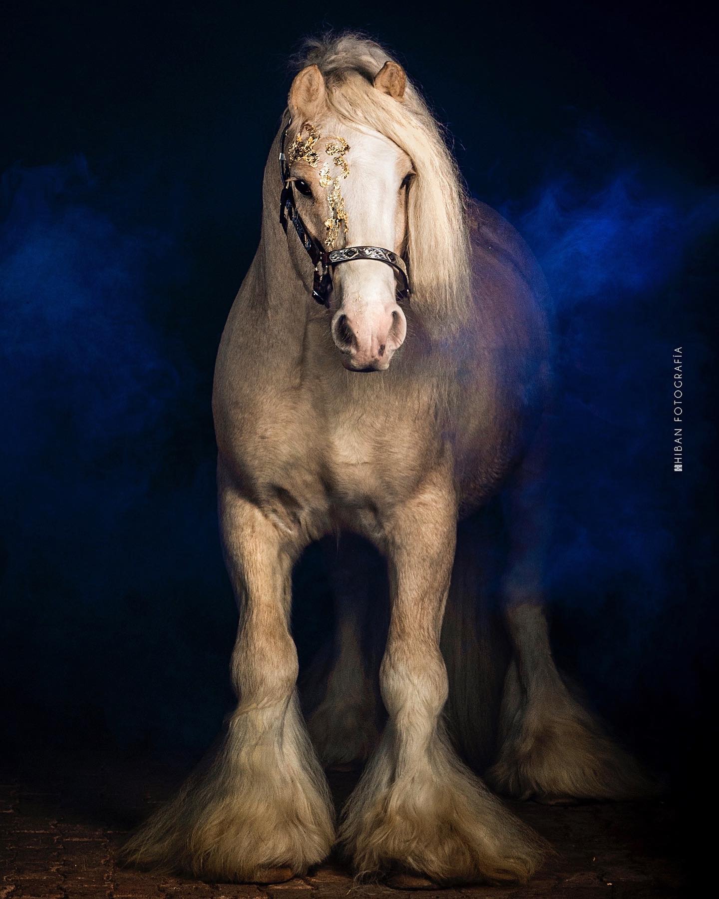 Gypsy Vanner - What a Beauty @San Samuel De Abril Criadero - Stable Express