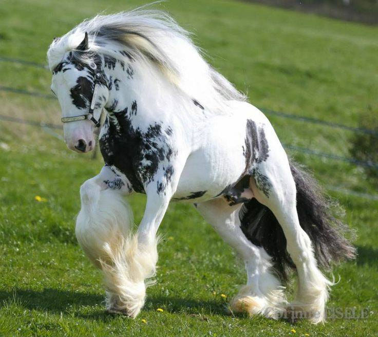 Beautiful Gypsy Vanner Stallion Named Splash - Stable Express