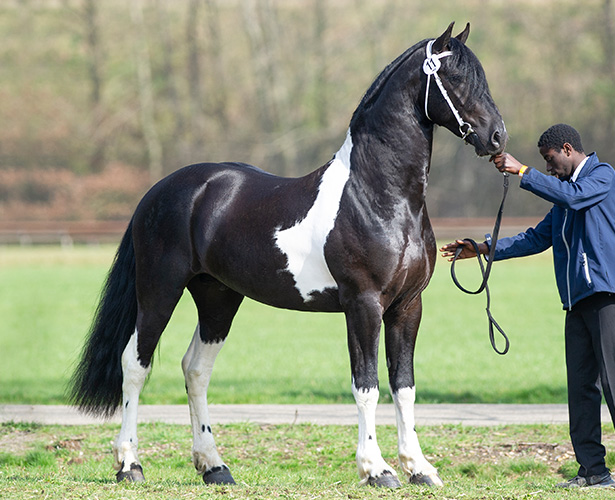 Haike BP54 - Barock Pinto Stallion - Stable Express